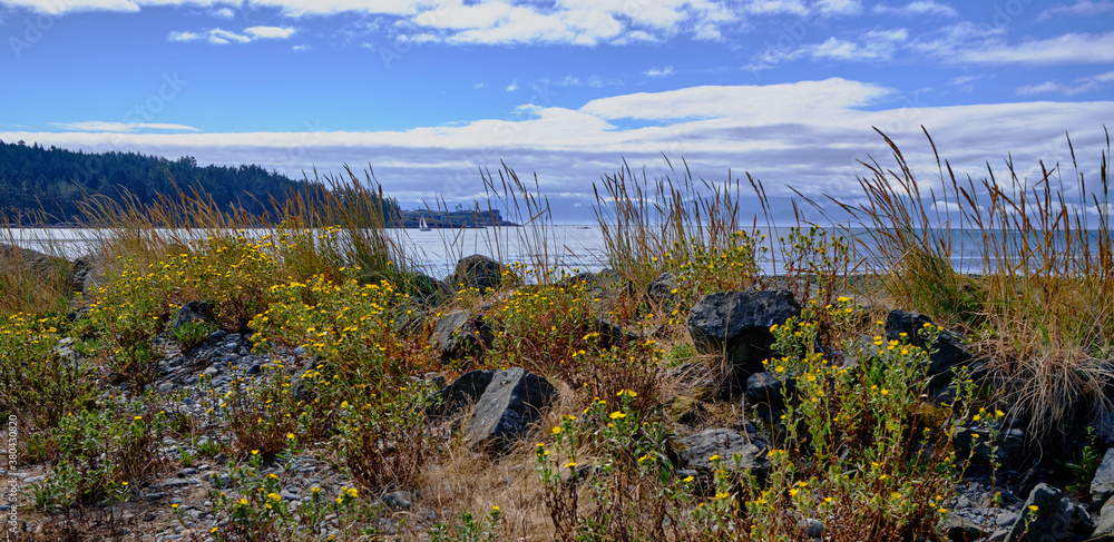 Looking through flowers and grass to Salish Sea. Whiffen Spit Stock ...