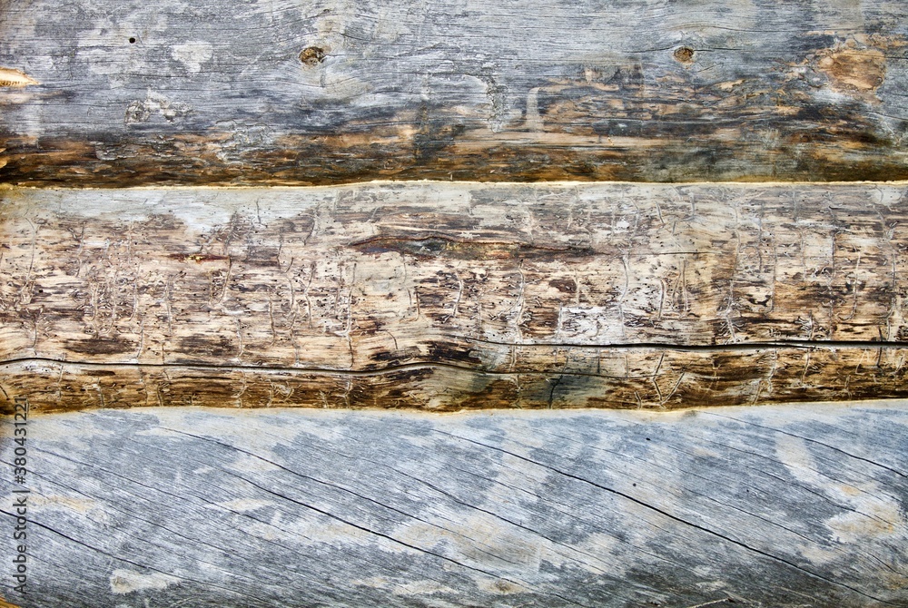 Pine log walls texture close up. Wooden Log cabin walls made from an ...