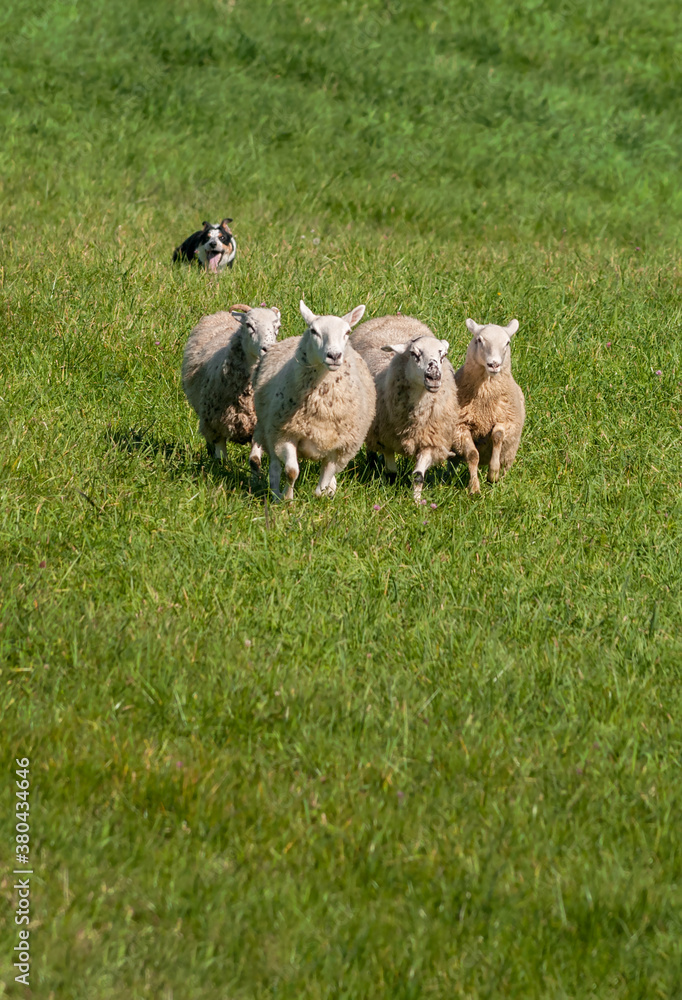 Stock Dog Follows Group of Sheep Through Field Stock Photo | Adobe Stock