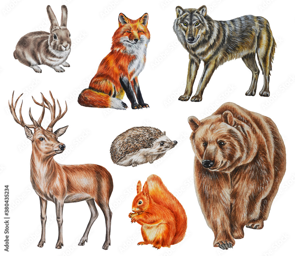 Real Forest Animals