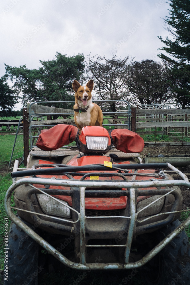Cattle dog awaiting instruction atop of quad bike Stock Photo | Adobe Stock