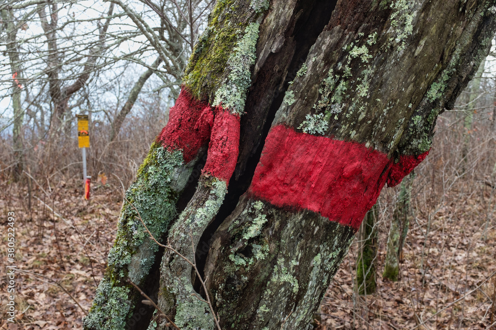 Foto de Boundary tree marked with red paint to denote boundary between ...