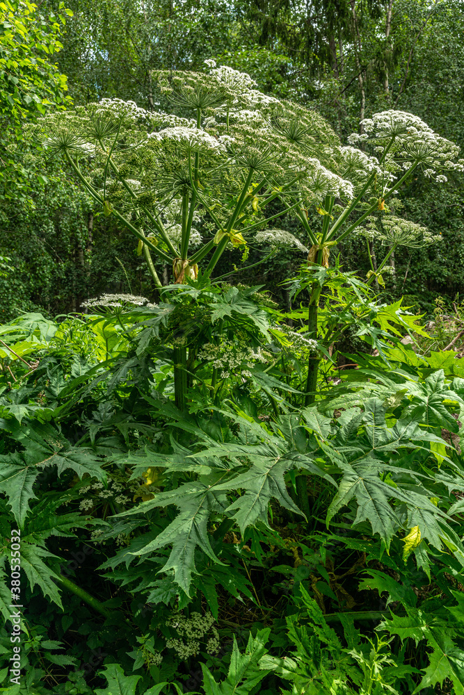 Detailed view of a tall plant of the invasive giant hogweed, growing ...
