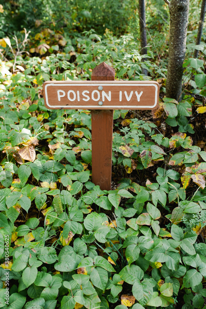 A sign reading "Poison Ivy" in a patch of poison ivy, plant ...