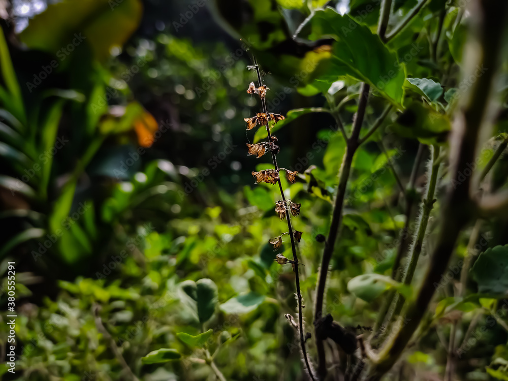 Ocimum tenuiflorum commonly known as holy basil or tulsi, It is native ...