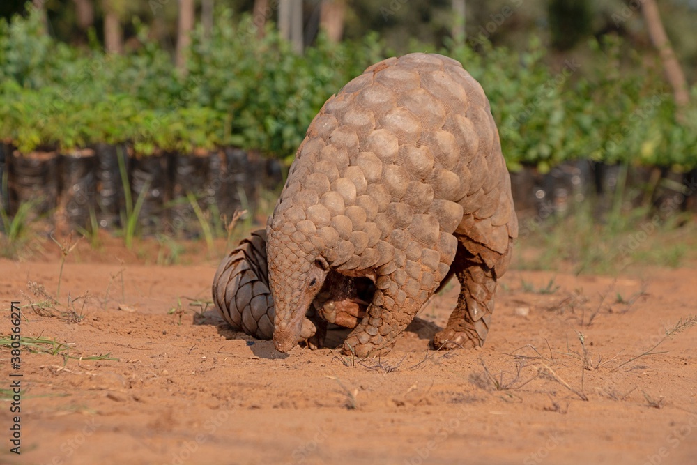 Foto de Indian Pangolin or Anteater (Manis crassicaudata) one of the ...