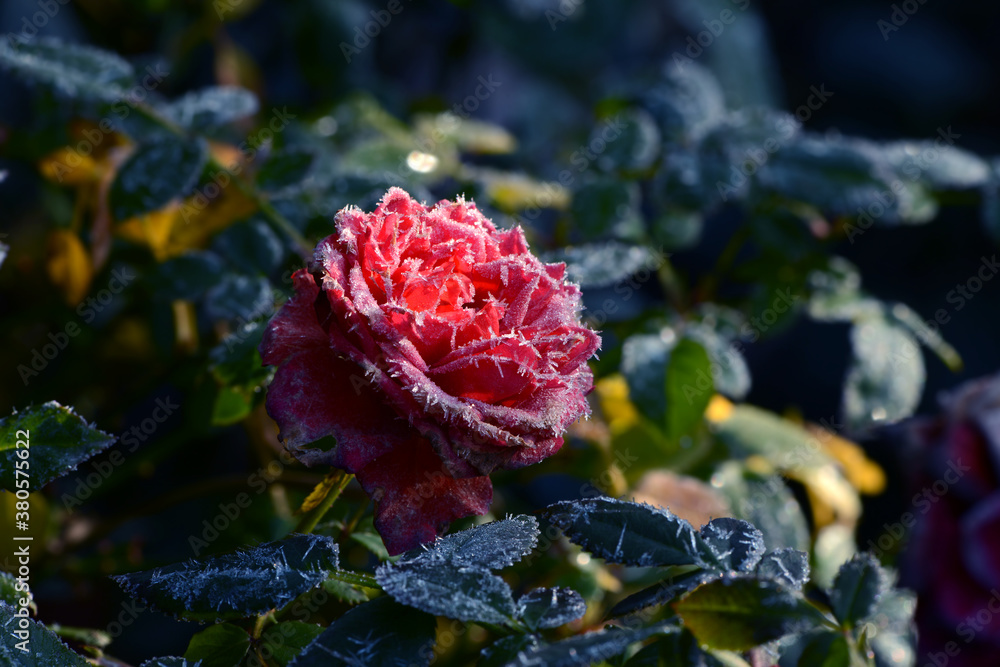 Blumen 1234 Stock Photo | Adobe Stock