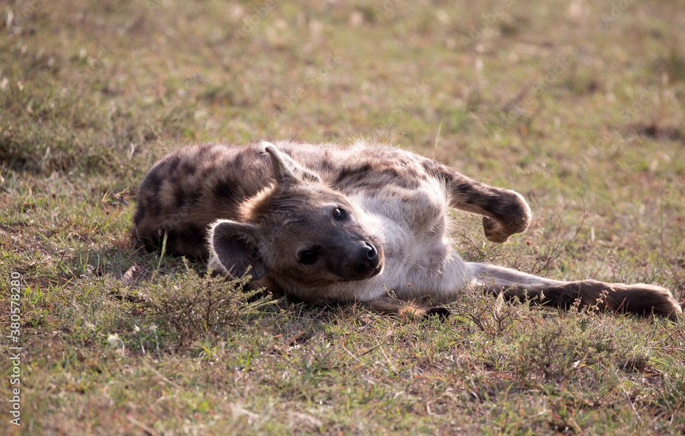 Hyenas or hyaenas are any feliform carnivoran mammals of the family ...
