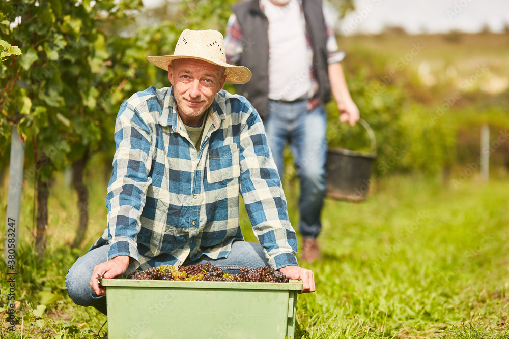 Satisfied harvest helper with a harvest box Stock Photo | Adobe Stock