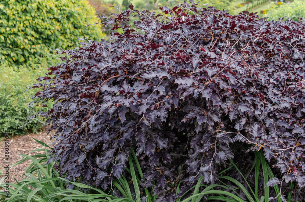 Fagus sylvatica 'Rohan Weeping' in summer. Stock Photo | Adobe Stock