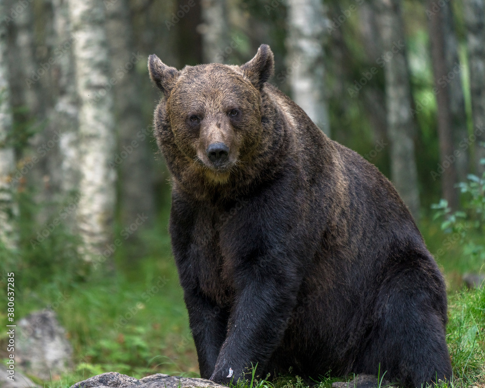 Foto de Brown bear in North Karelia of Finland. Bear watching is a ...