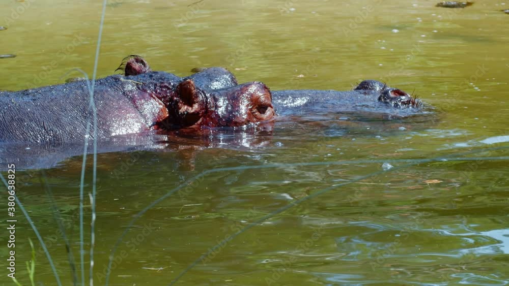 Close Up Shot of Large Hippo Emerging from African River Water. Hippo ...