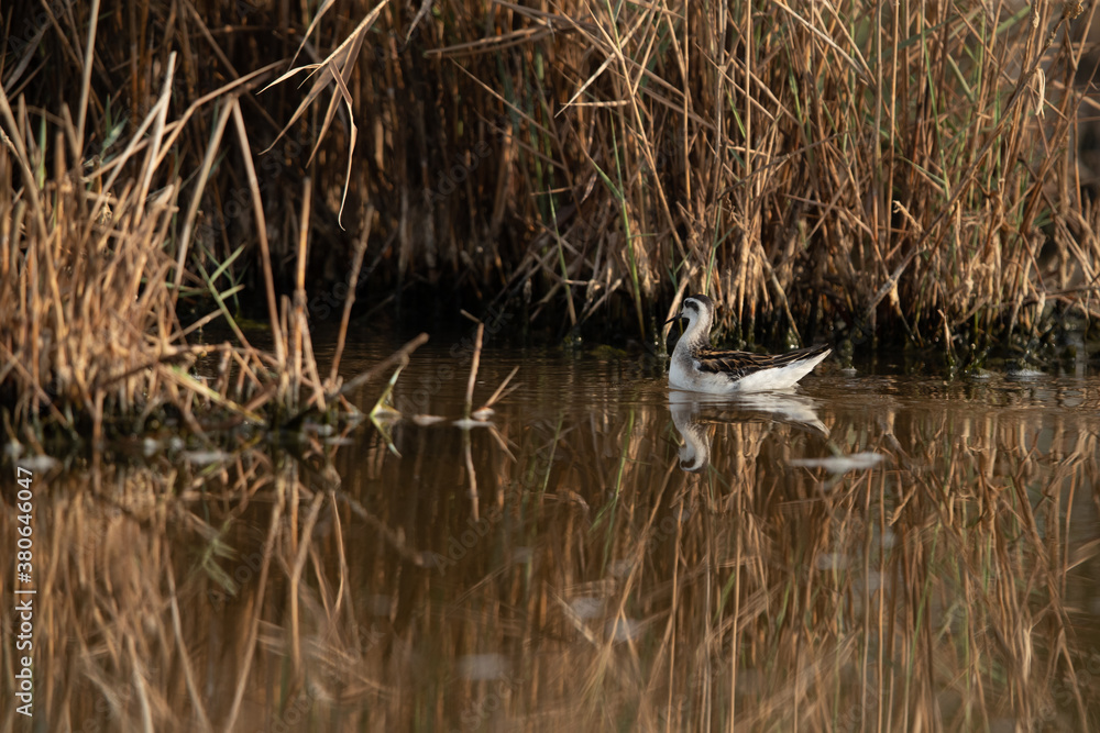 Red-necked phalarope with reflecton on water at Asker Marsh, Bahrain ...