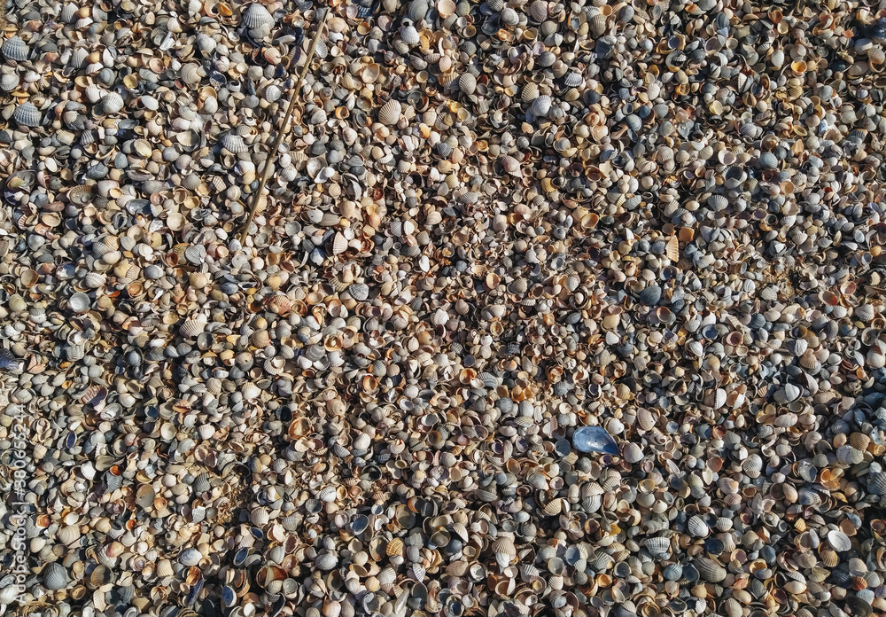 The texture of small, different-sized multi-colored sea shells mixed ...