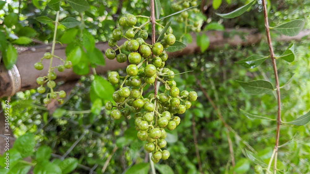 Henna (Lawsonia inermis) plant and green leaves, bunch of green ...