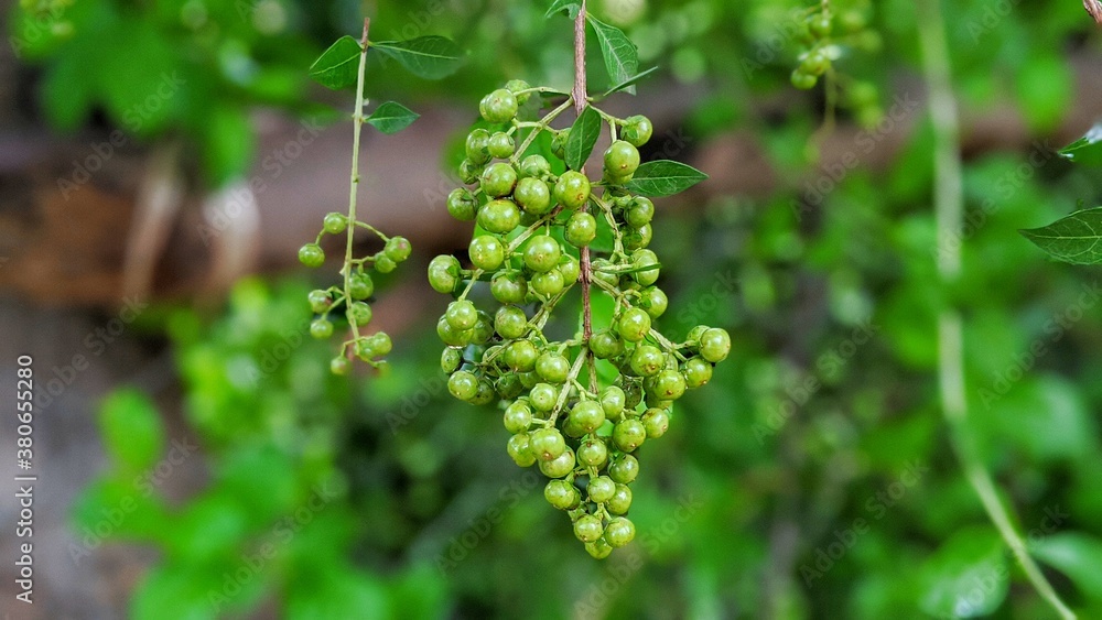 Henna (Lawsonia inermis) plant and green leaves, bunch of green ...