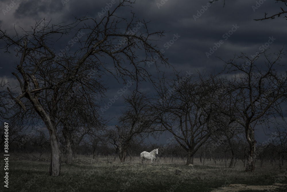 white horse in a dark scary forest Stock Photo | Adobe Stock