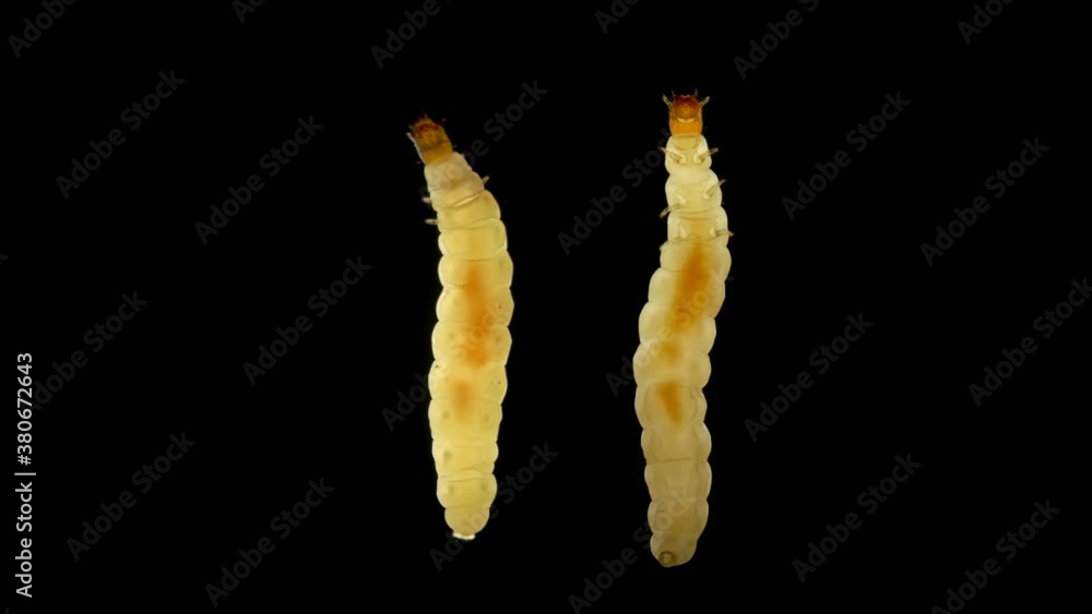 insect larva Worm-shaped, under a microscope, has three pairs of short ...