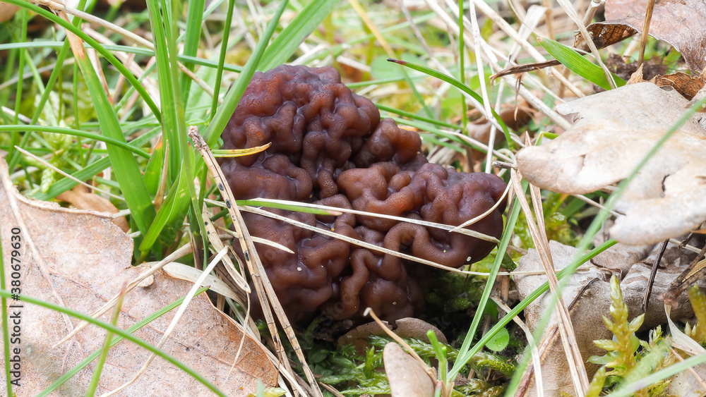 Beefsteak Morel
