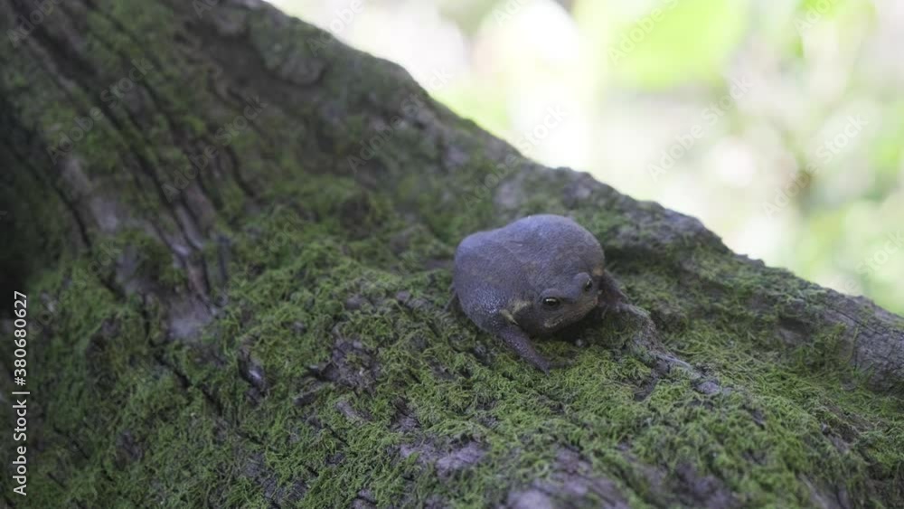 South African Black rain frog sitting on a moss covered tree branch ...