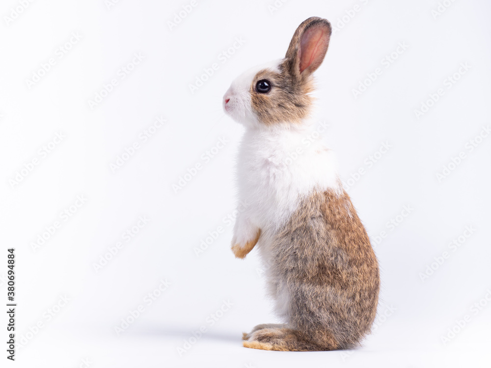Baby cute rabbit standing on white background. Lovely action of young ...