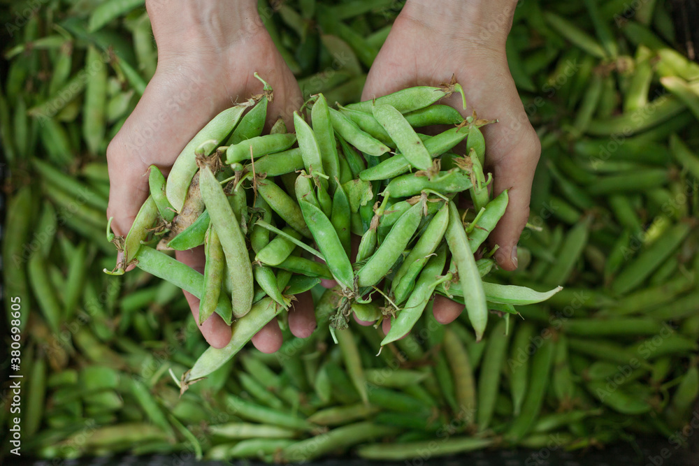 fermet holds many unpeeled peas in a box top view ,texture Stock Photo ...