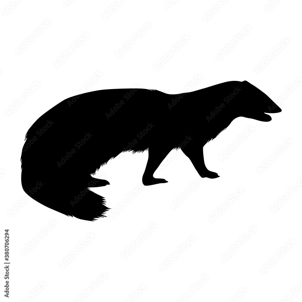 Walking Mongoose (Helogale Parvula) On a Side View Silhouette Found In ...