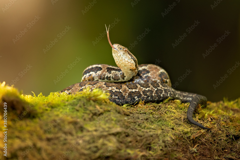 Cerrophidion godmani is a venomous pit viper species found in southern ...
