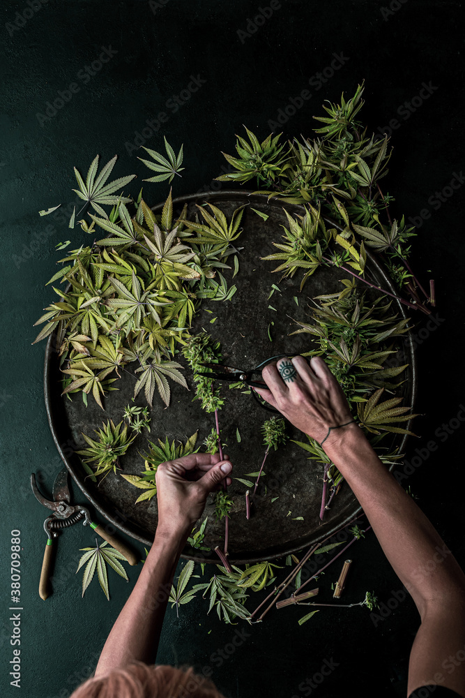 Trimming a Cannabis Plant Stock Photo | Adobe Stock