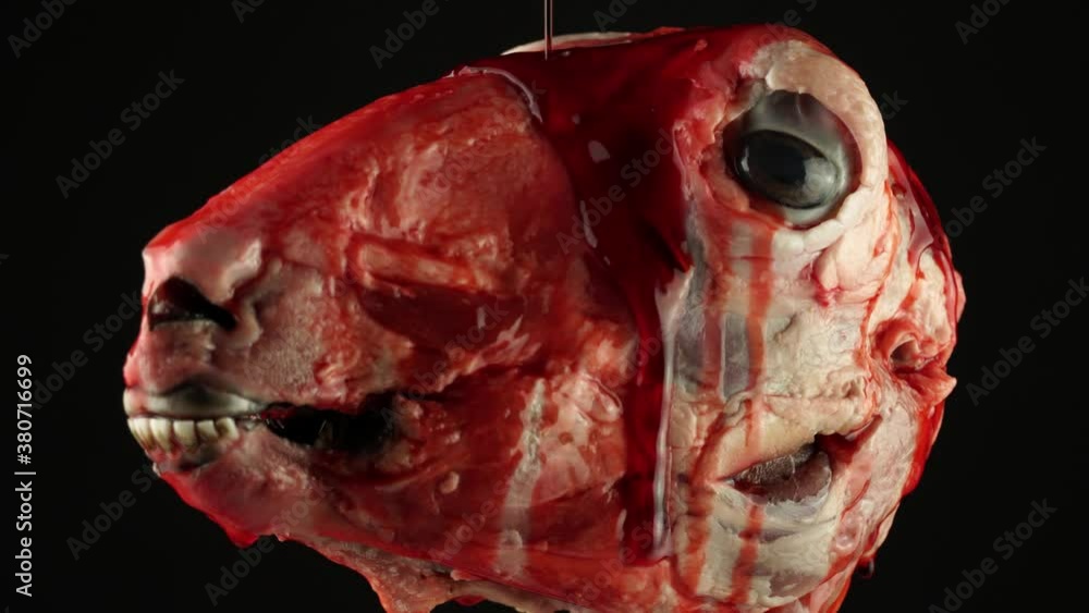 Vídeo do Stock: Goat head prop handmade of silicone with fake blood. Occult esoteric Halloween ...
