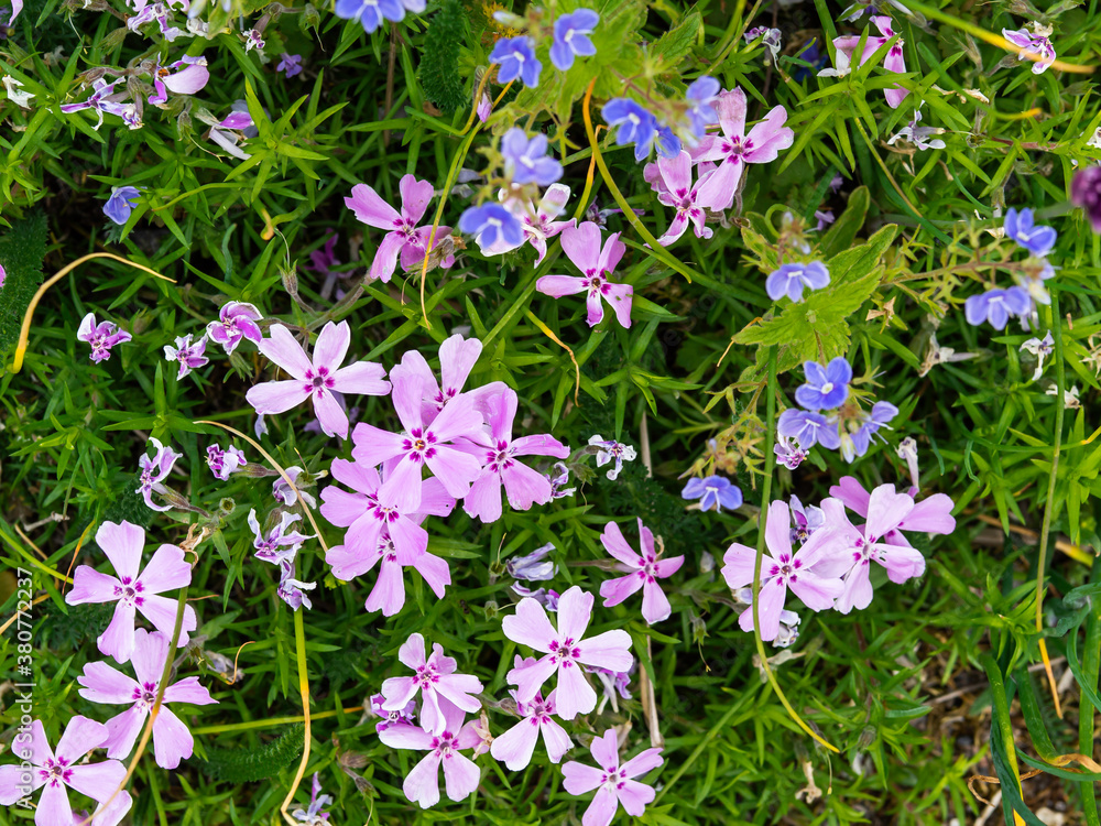 Foto Stock Creeping phlox, Phlox subulata, colorful ground cover plant ...