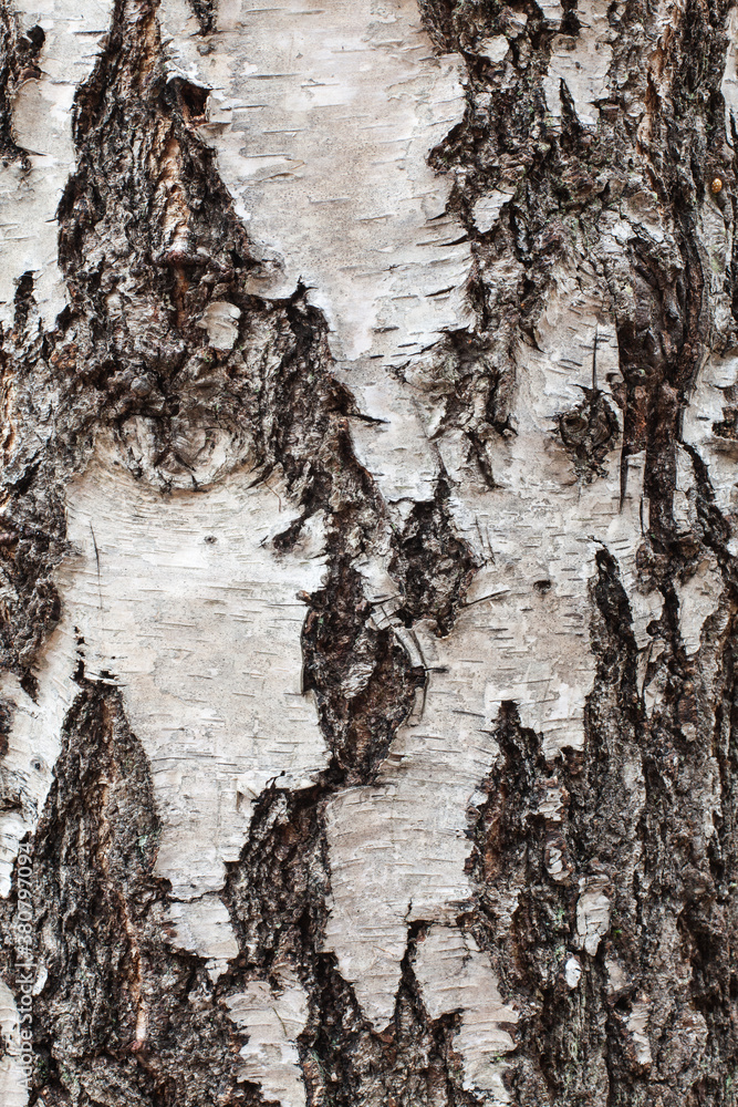 Birch Texture Stock Photo | Adobe Stock