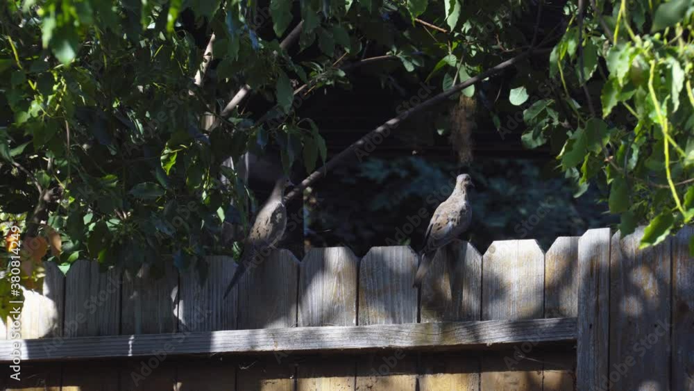 Doves on a fence flying away when scared Stock ビデオ | Adobe Stock