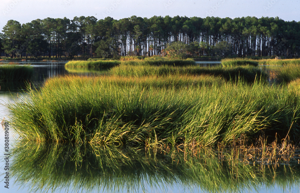 spartina marsh grass wetland swamp coastal coastline aquatic vegetation ...