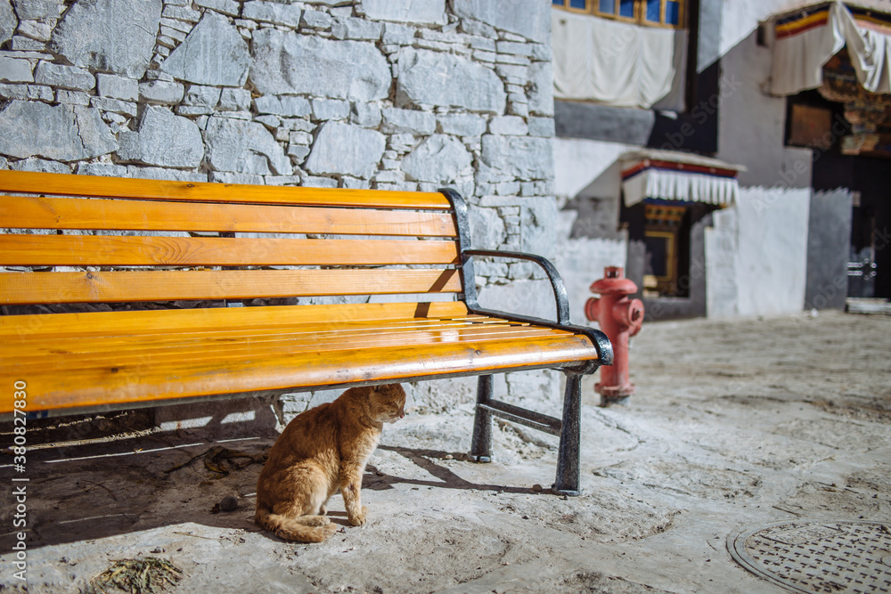 cat in the Tashilhunpo Monastery, Shigatse,Tibet Stock Photo | Adobe Stock