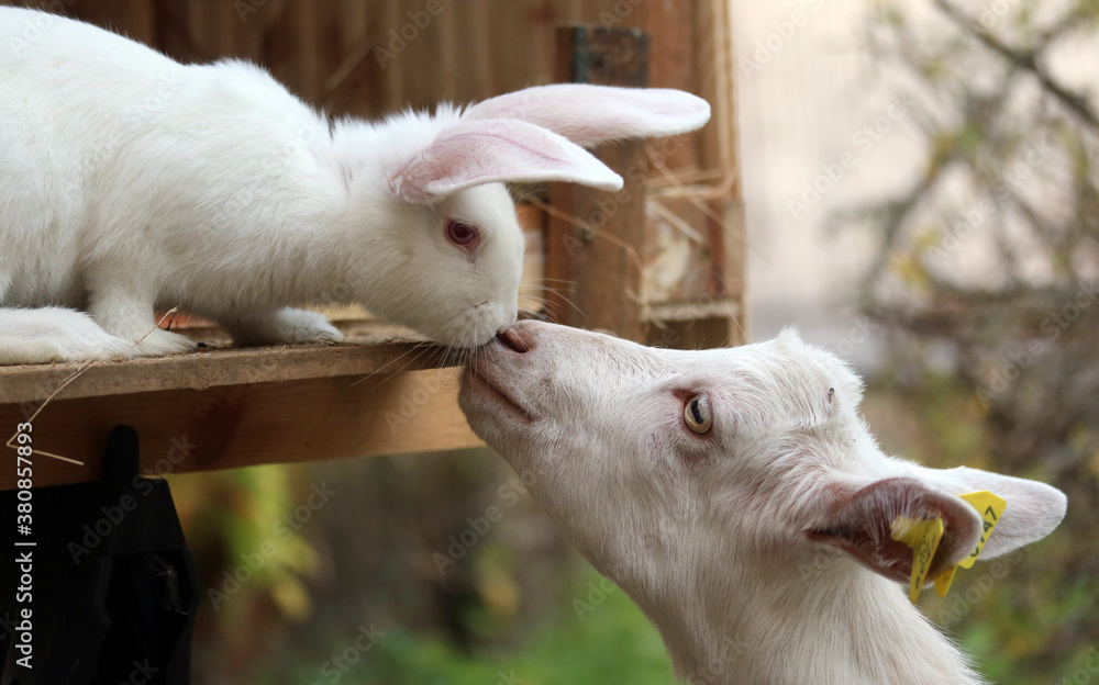 Rabbit and Goat touching noses Stock Photo | Adobe Stock