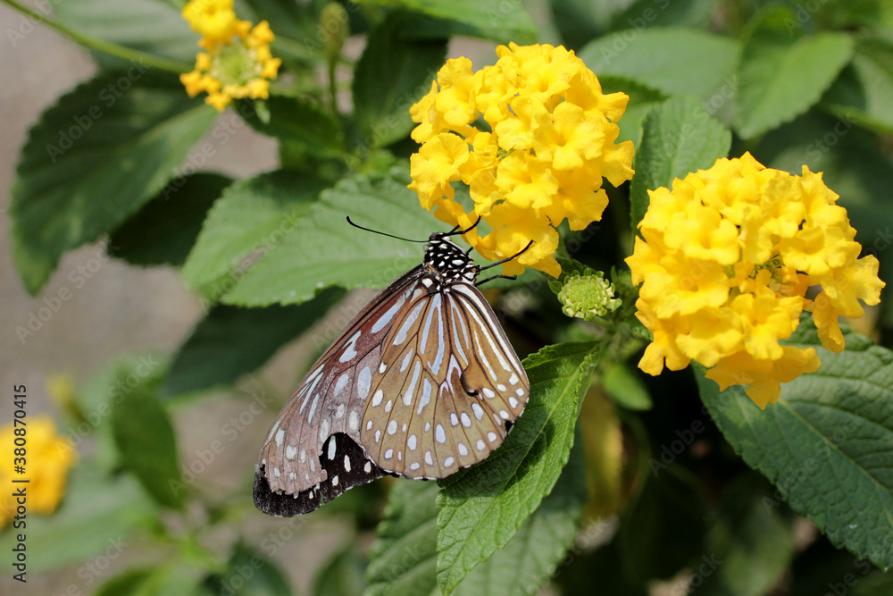 papillon sur la fleur Stock Photo | Adobe Stock
