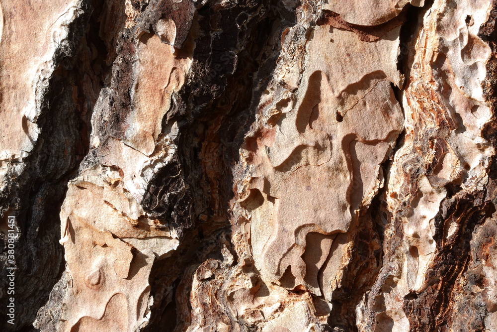 Rough texture with deep cavities and projections of the trunk of a pine ...
