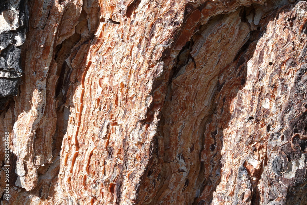 Rough texture with deep cavities and projections of the trunk of a pine ...