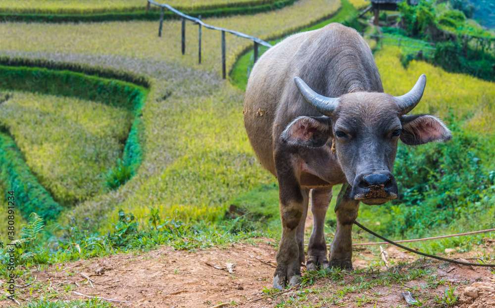 Vietnamese buffalo on the rice hills of Mu Cang Chai, Vietnam Stock ...