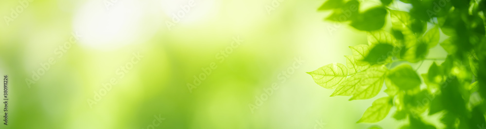 Nature of green leaf in garden at summer. Natural green leaves plants ...