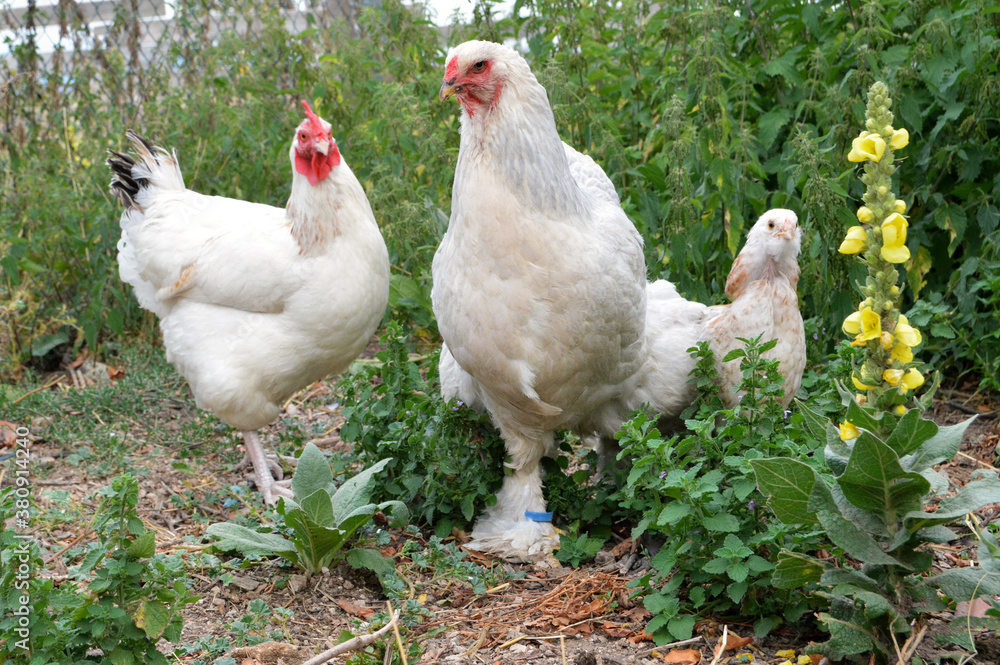 Beautiful Brahma chicken with her chick , in a hen house or chicken ...
