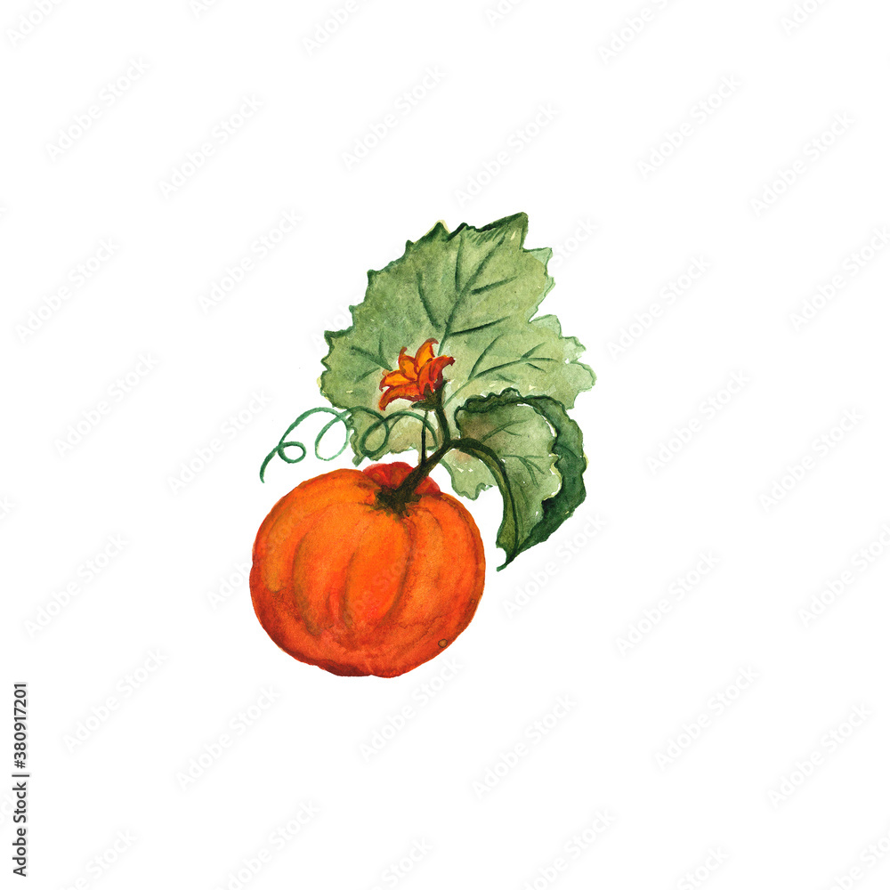 Hand Painted Thanksgiving Clipart. Watercolor pumpkin clipart set ...