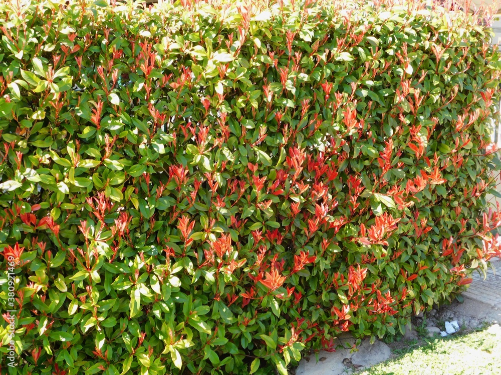 Foto de A photinia fraseri red robin hedge with red and green leaves ...