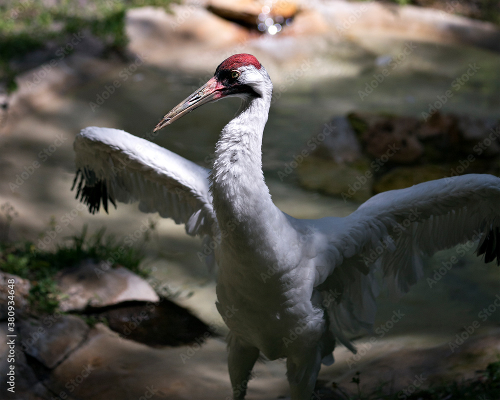 Whooping crane stock photos. Spread wings. Picture. Portrait. Image ...