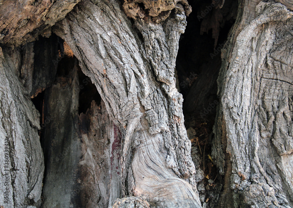 Legno rugoso e spaccato Stock Photo | Adobe Stock