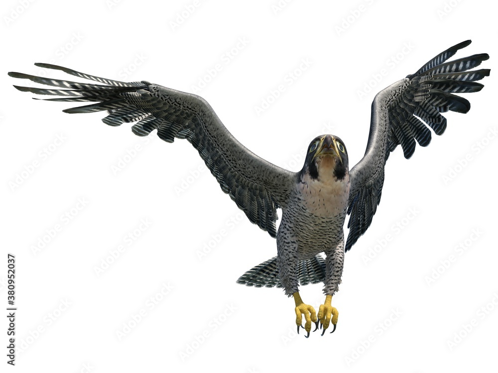 Peregrine Falcon 3d illustration isolated on white background Stock ...