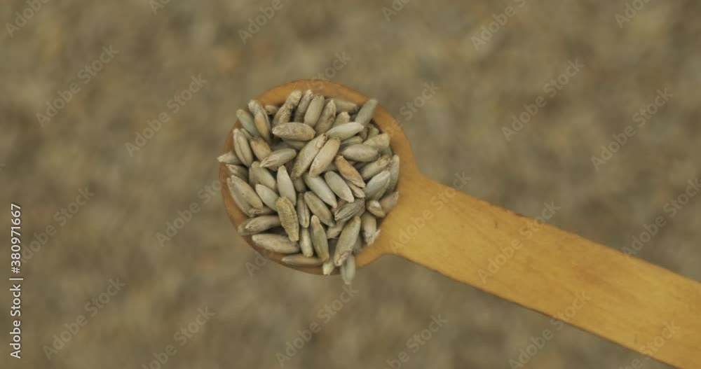 Spoonful of rye grains over the rotating defocused rye seeds. Top view ...