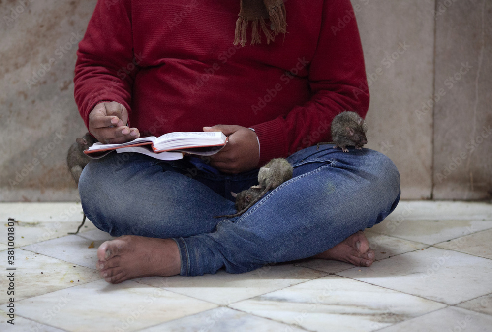 Photo & Art Print Holy rats playing in the famous Indian Karni Mata ...