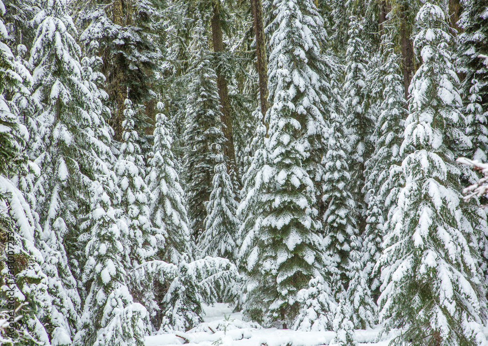 Douglas fir trees that are covered with snow from a recent storm foto ...